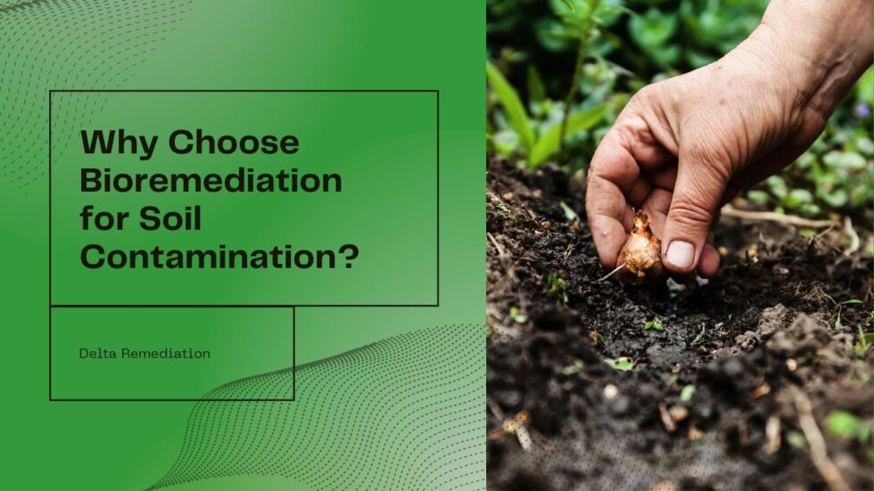 Why Choose Bioremediation for Soil Contamination? - Delta Remediation